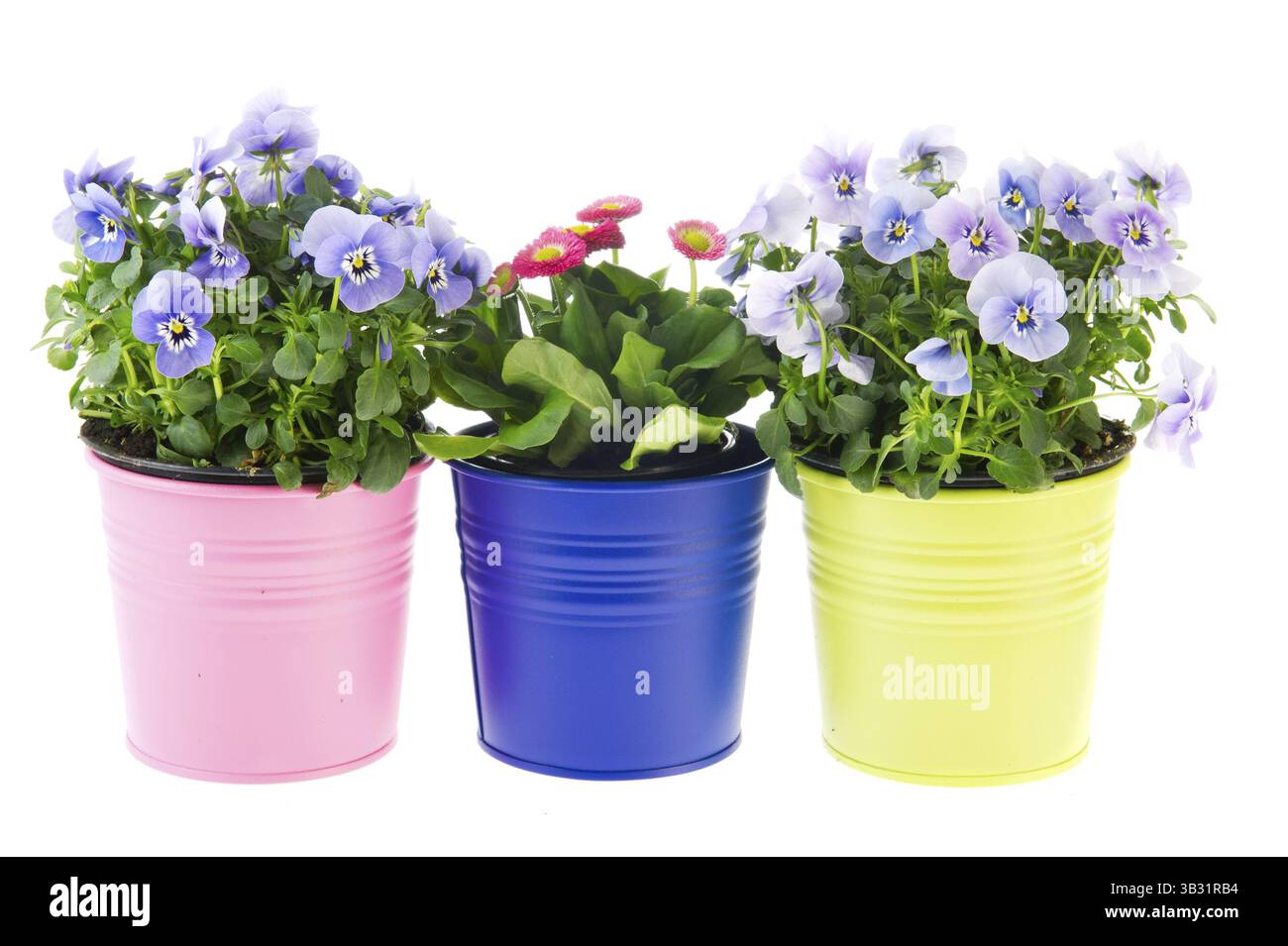 Potted plants on Cut Out Stock Images & Pictures - Alamy