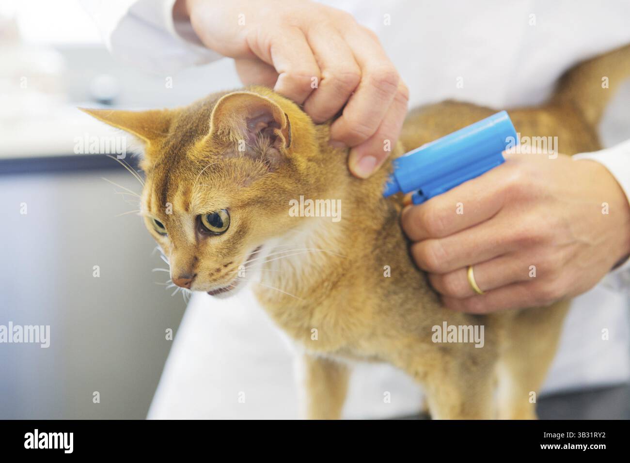 Microchip implant for cat by Veterinarian Stock Photo - Alamy