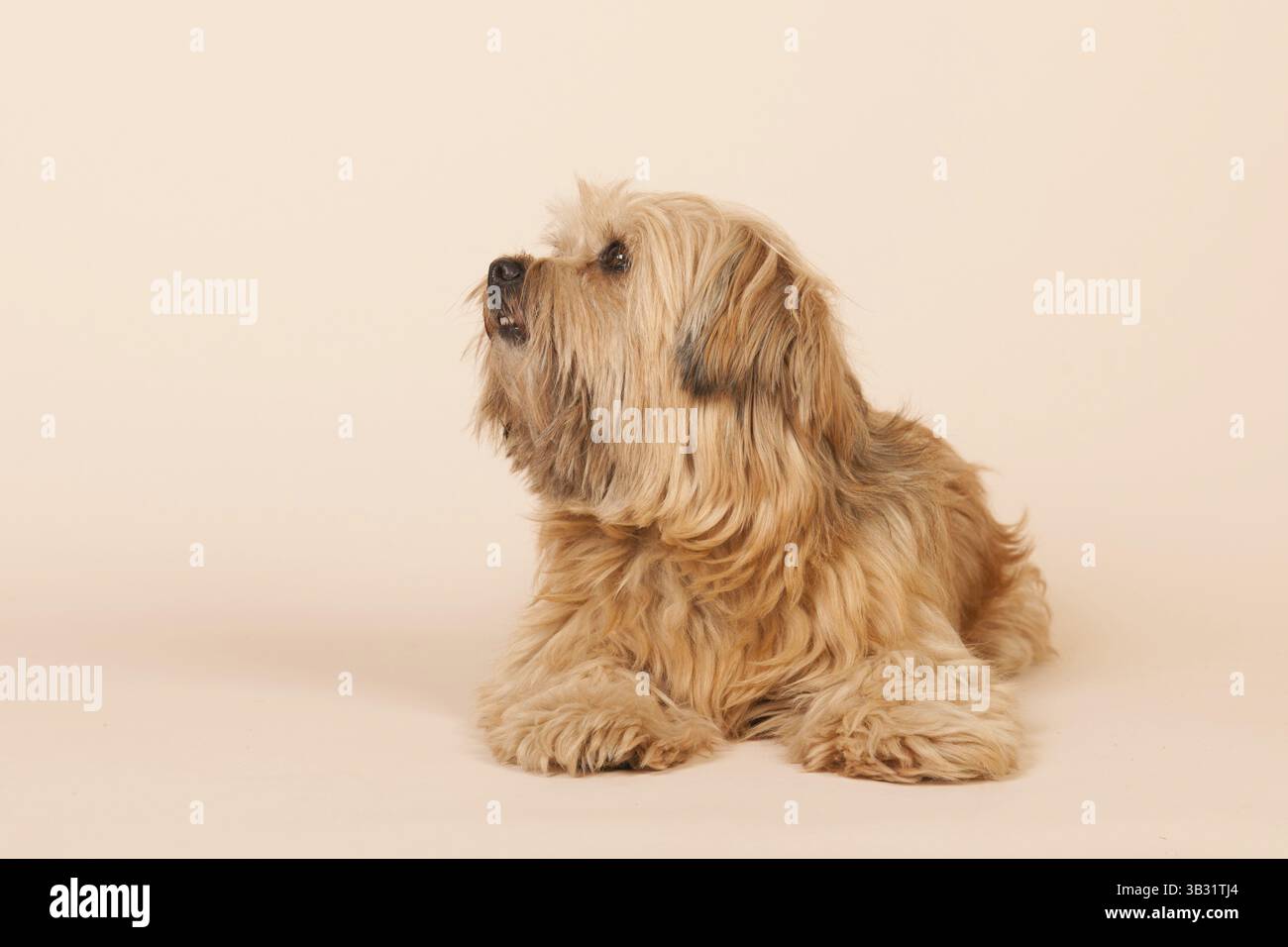 Little mixed breed dog with long hair on beige background Stock Photo ...