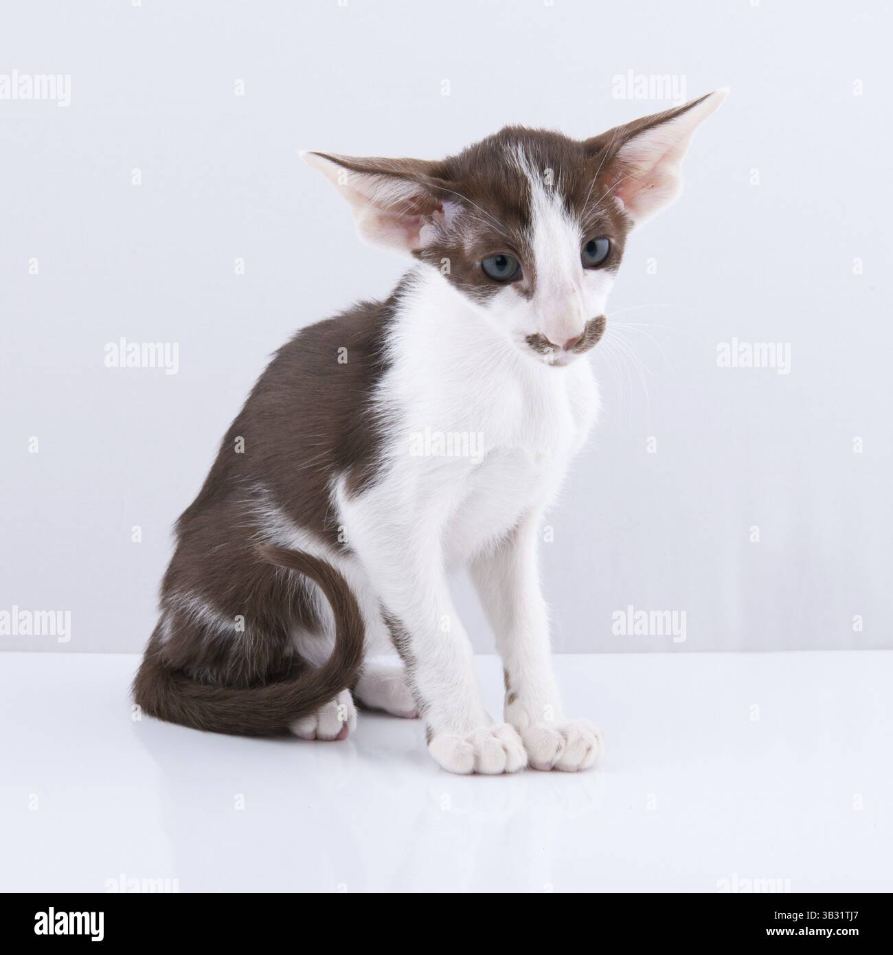 Cat stances hi-res stock photography and images - Alamy