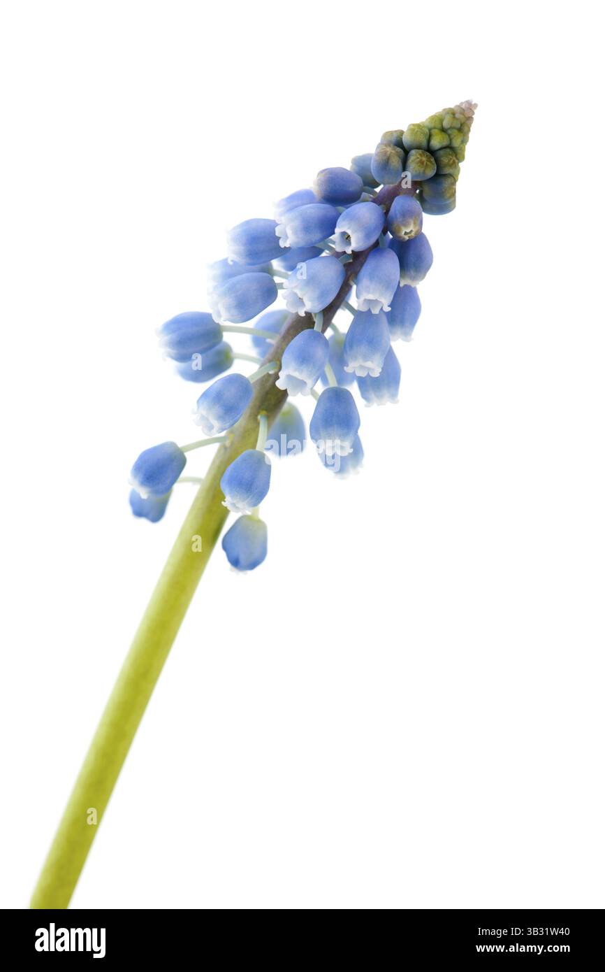 Single Blue Hyacinth grapes on white background Stock Photo - Alamy