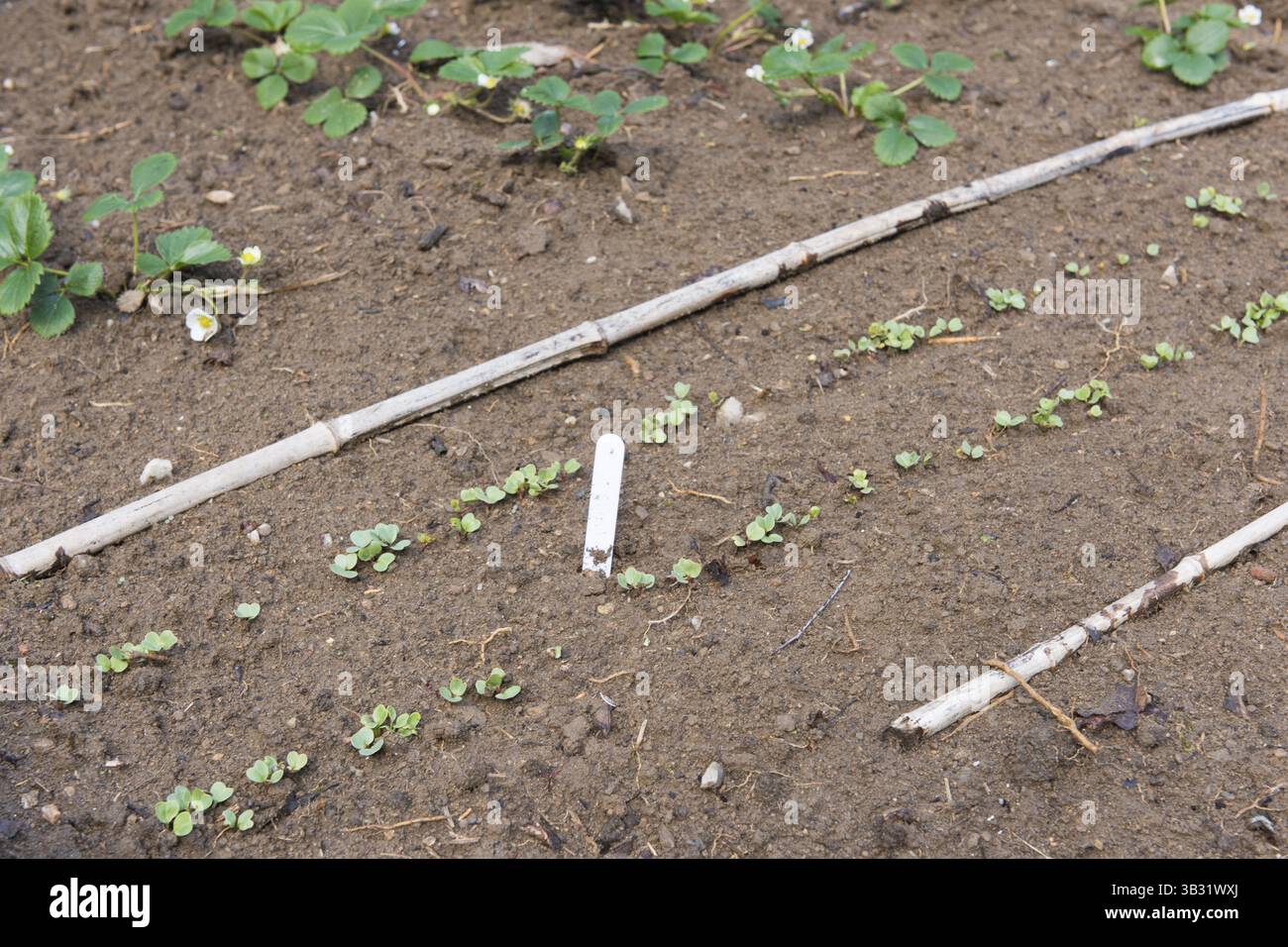 Strawberry plants seedlings gardening hi-res stock photography and ...