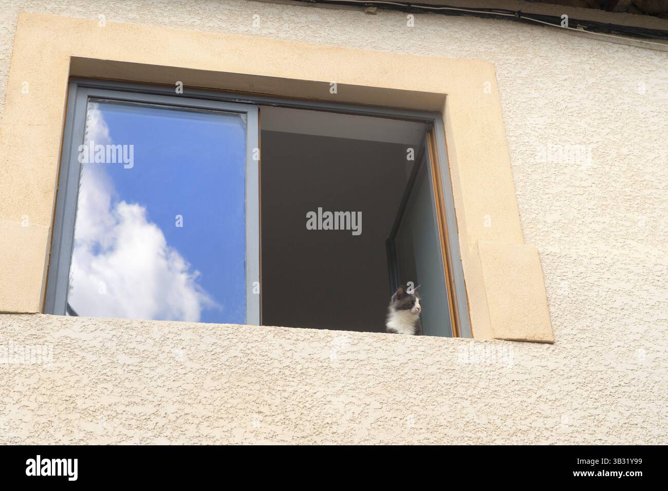 Black and white cat looking out the window Stock Photo - Alamy