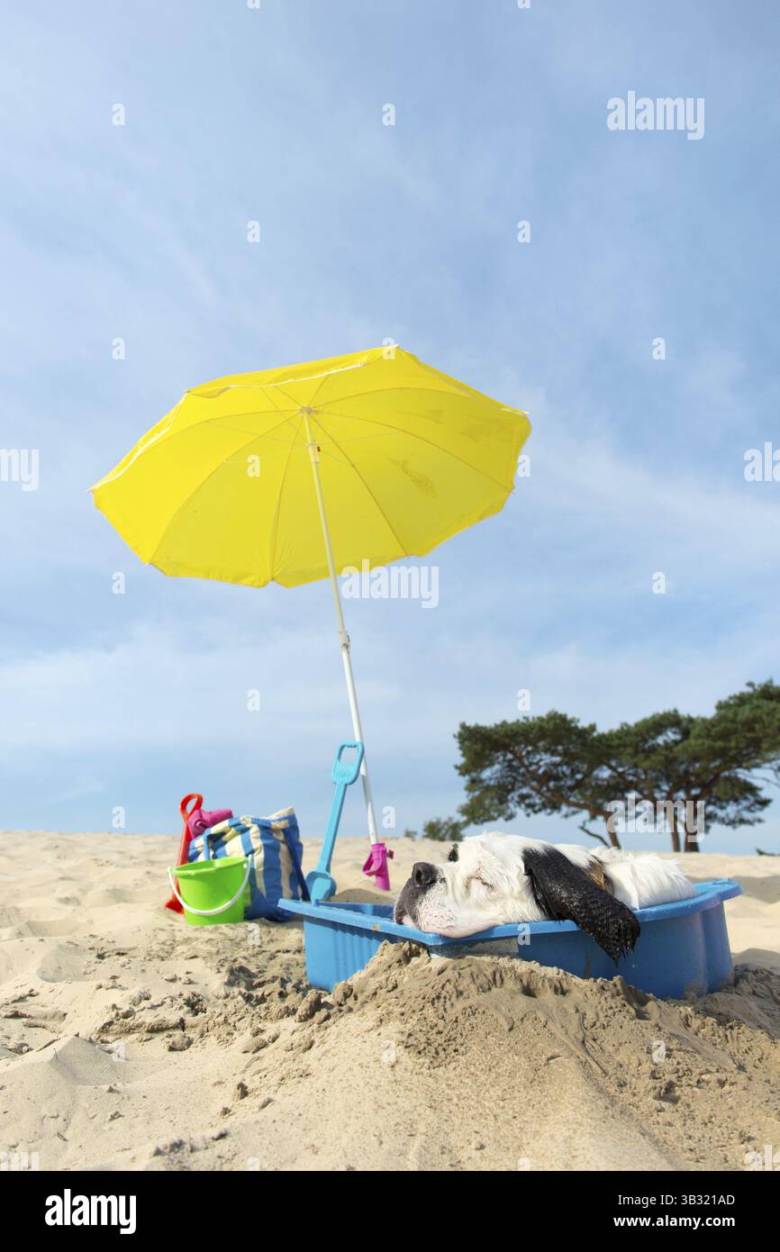 Funny dog is having a cooling down with water and parasol at the beach ...