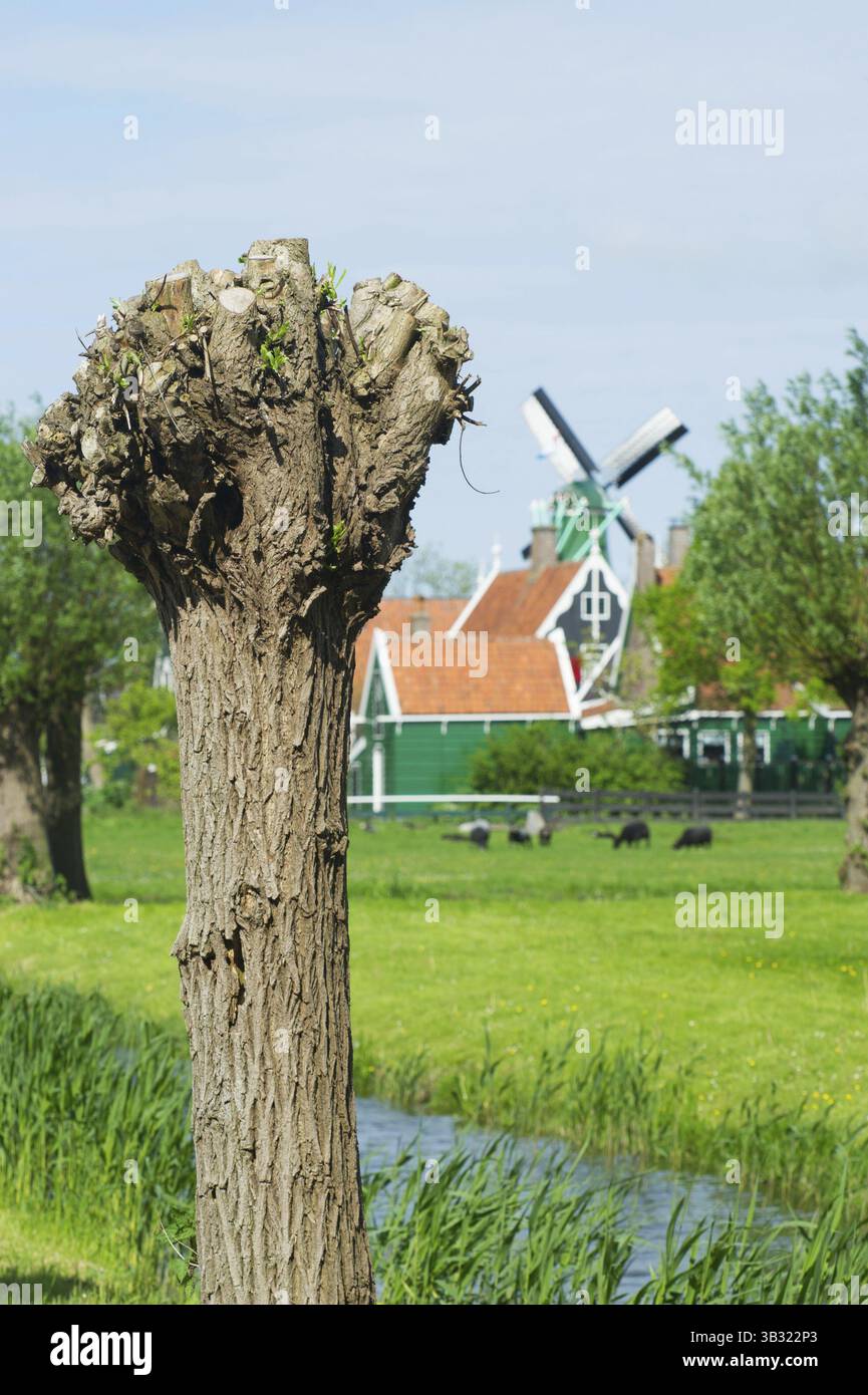 Dutch landscape with pollard willow in spring Stock Photo - Alamy