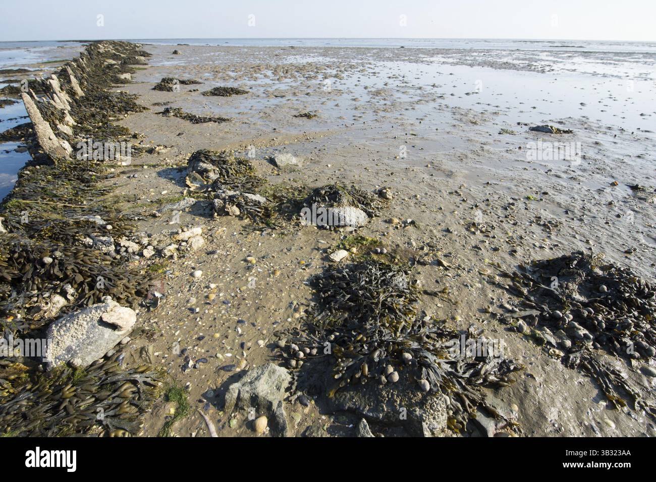 Danish wadden islands hi-res stock photography and images - Alamy