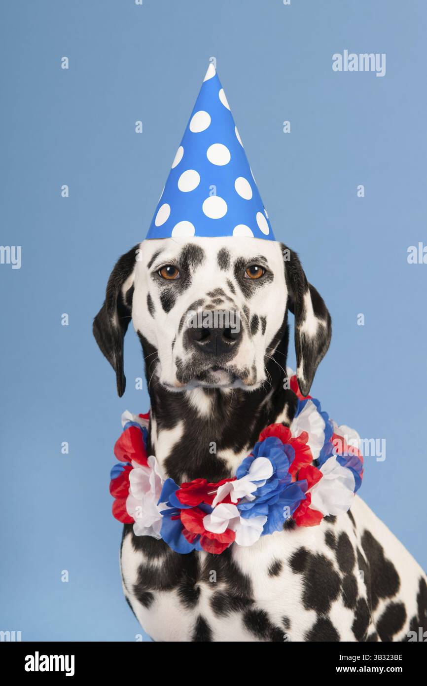 Portrait pure breed Dalmatian dog with birthday hat and chains in ...