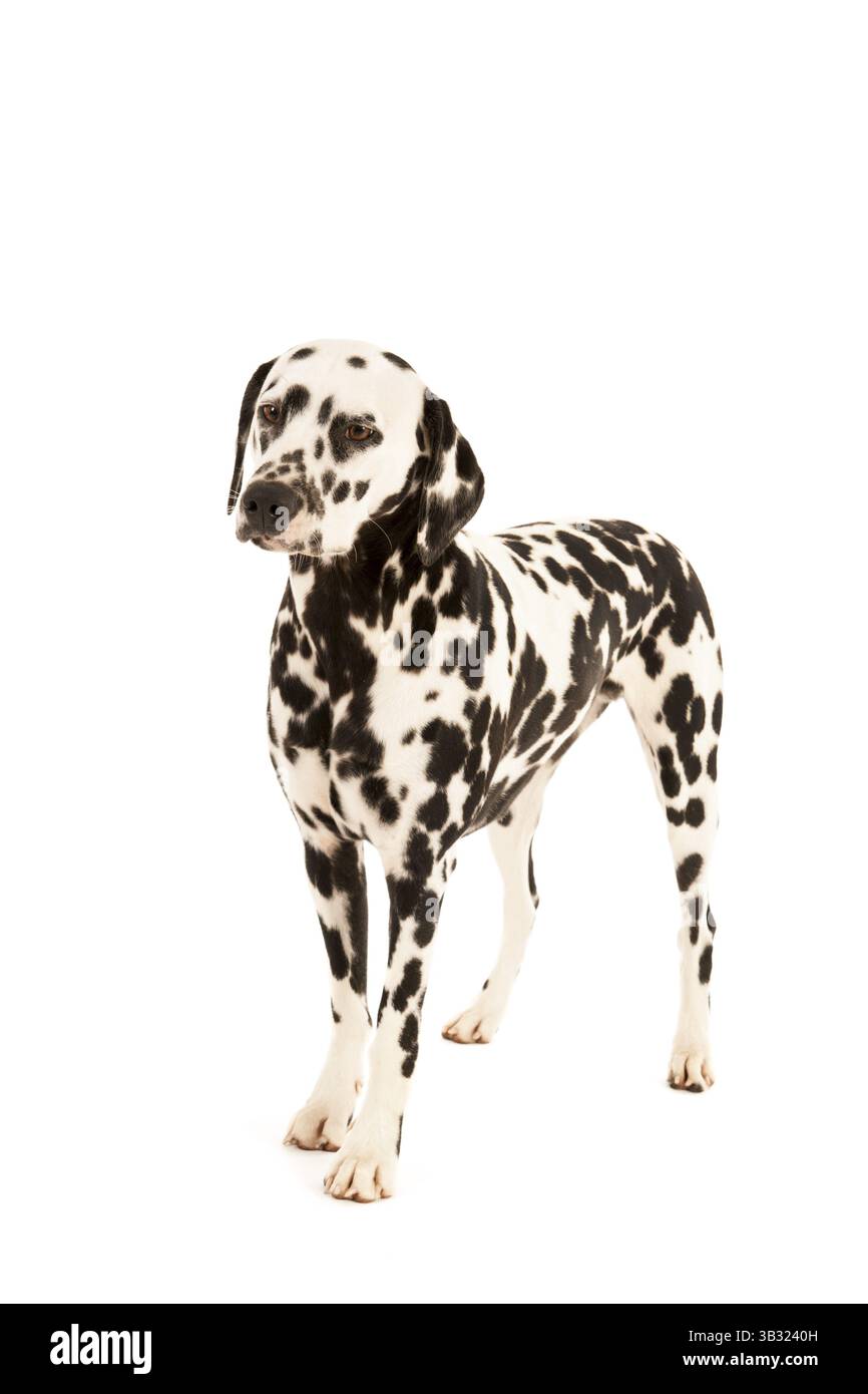 Pure breed Dalmatian dog standing in studio isolated over white ...