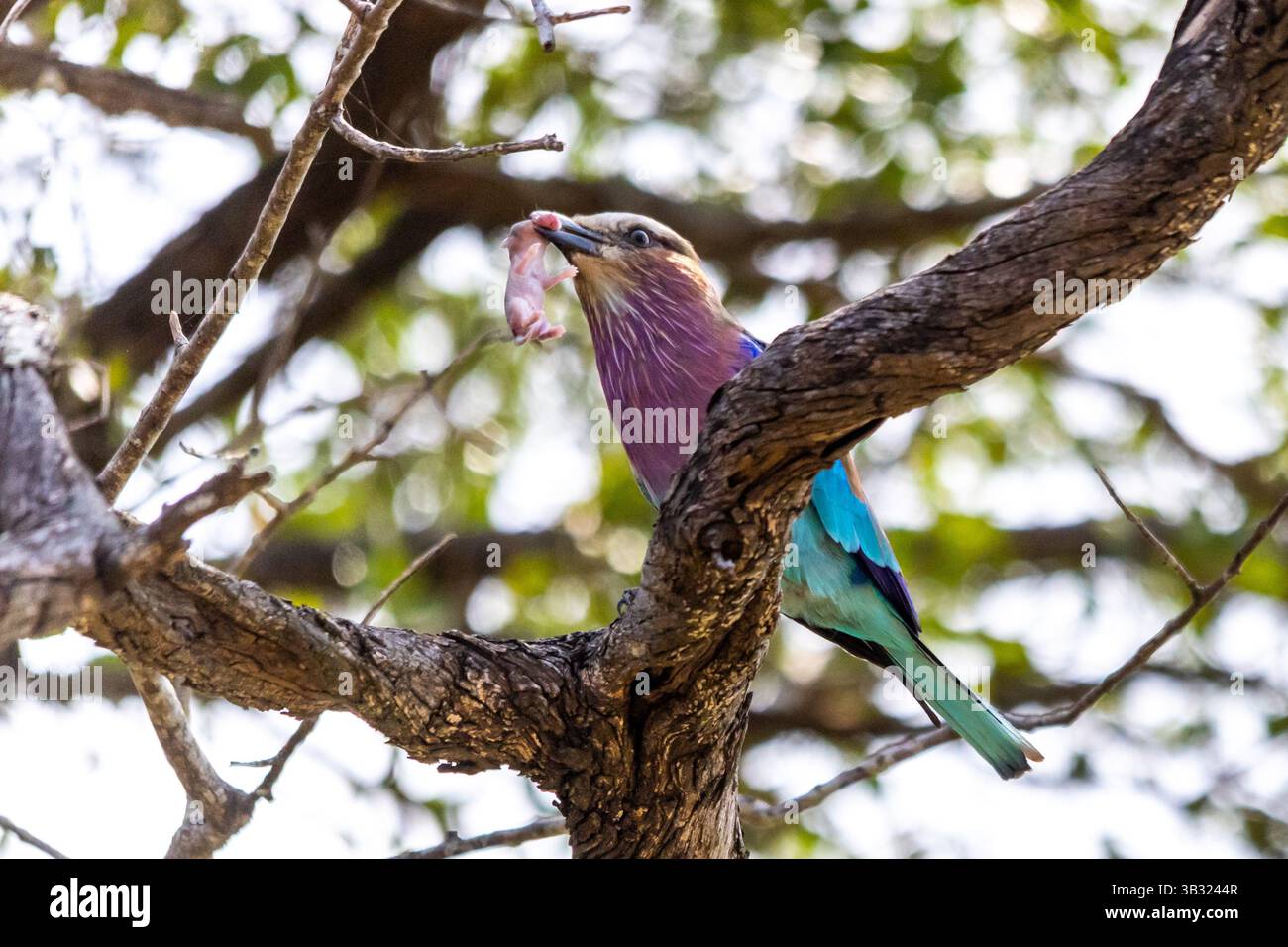 Colourful predator. A lilac breasted roller perched in a tree with a ...