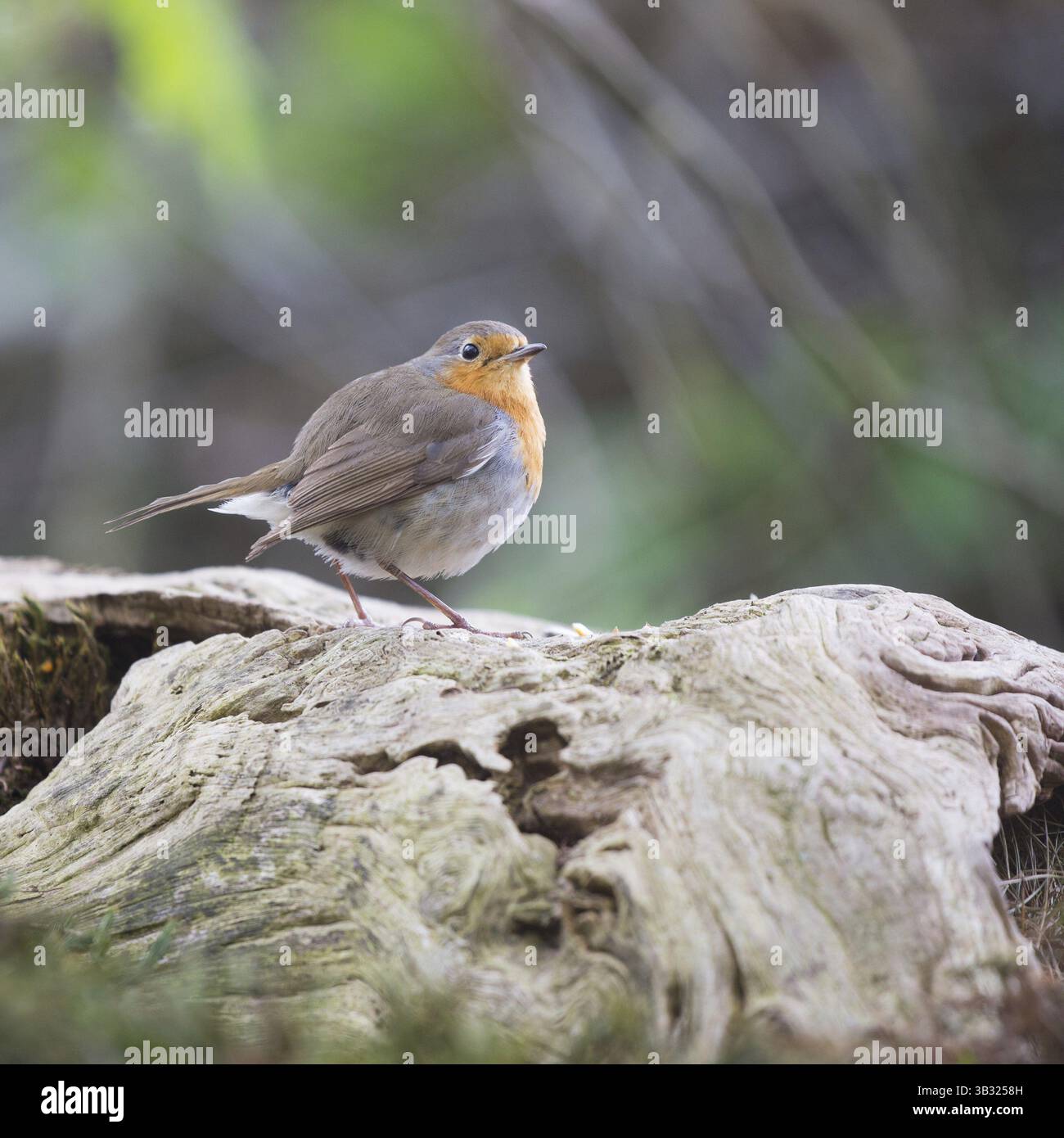 Forest robins hi-res stock photography and images - Alamy