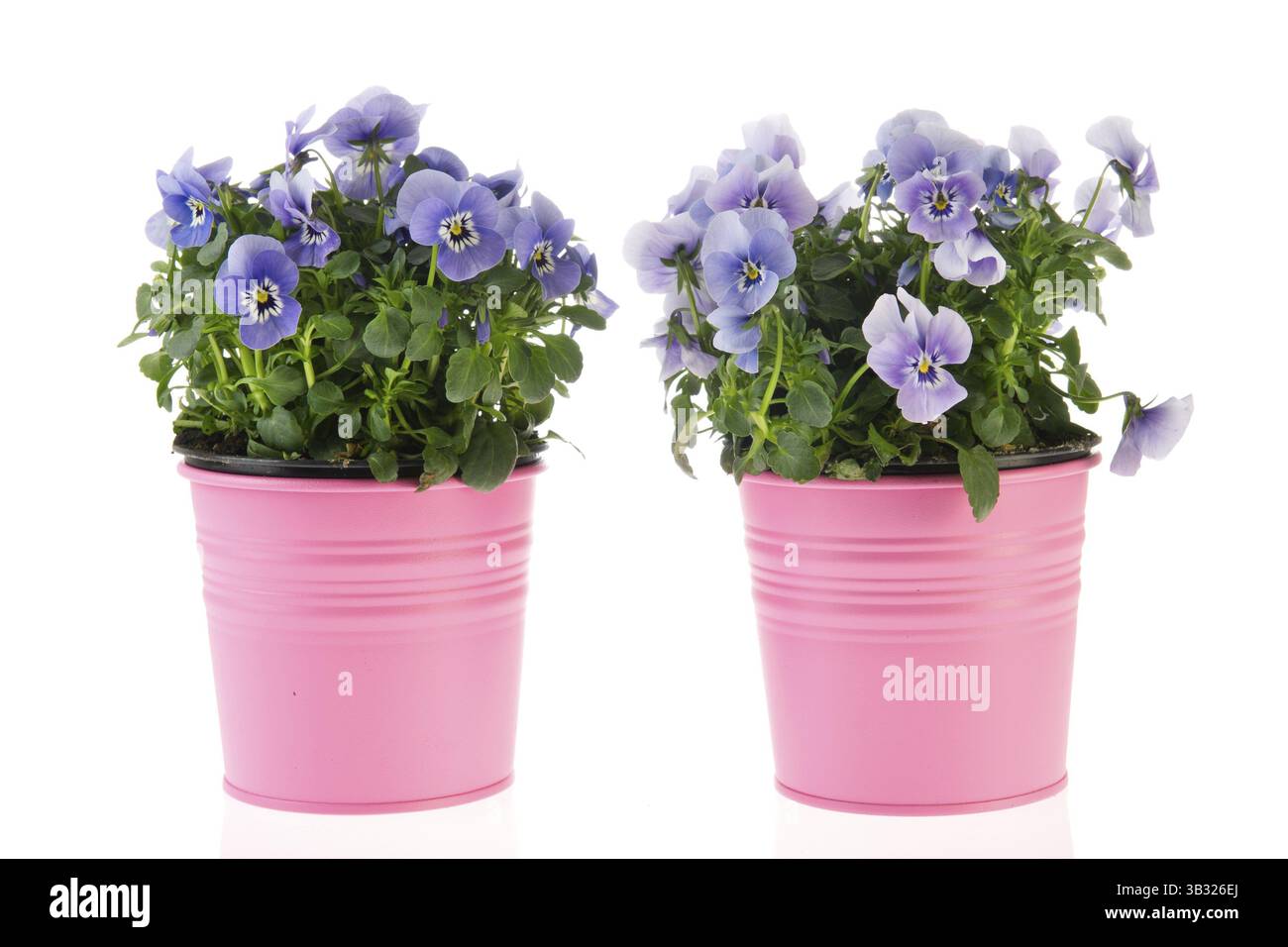 Violets in pots Cut Out Stock Images & Pictures - Alamy