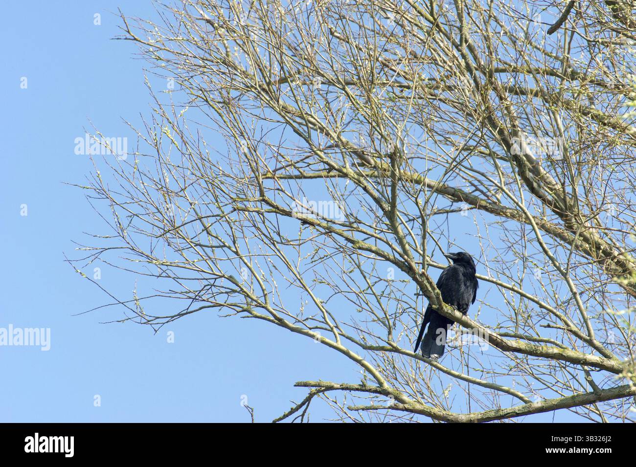 Spring crows hi-res stock photography and images - Alamy