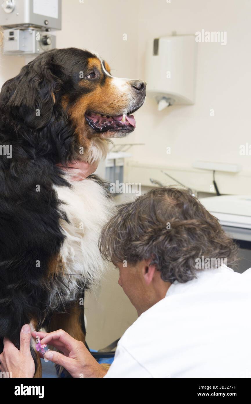Veterinarian is giving dog an infusion with needle Stock Photo - Alamy