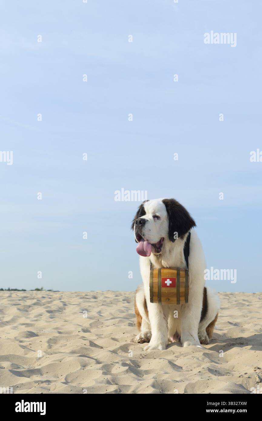 St. Bernard dog as rescue animal with barrel Stock Photo - Alamy