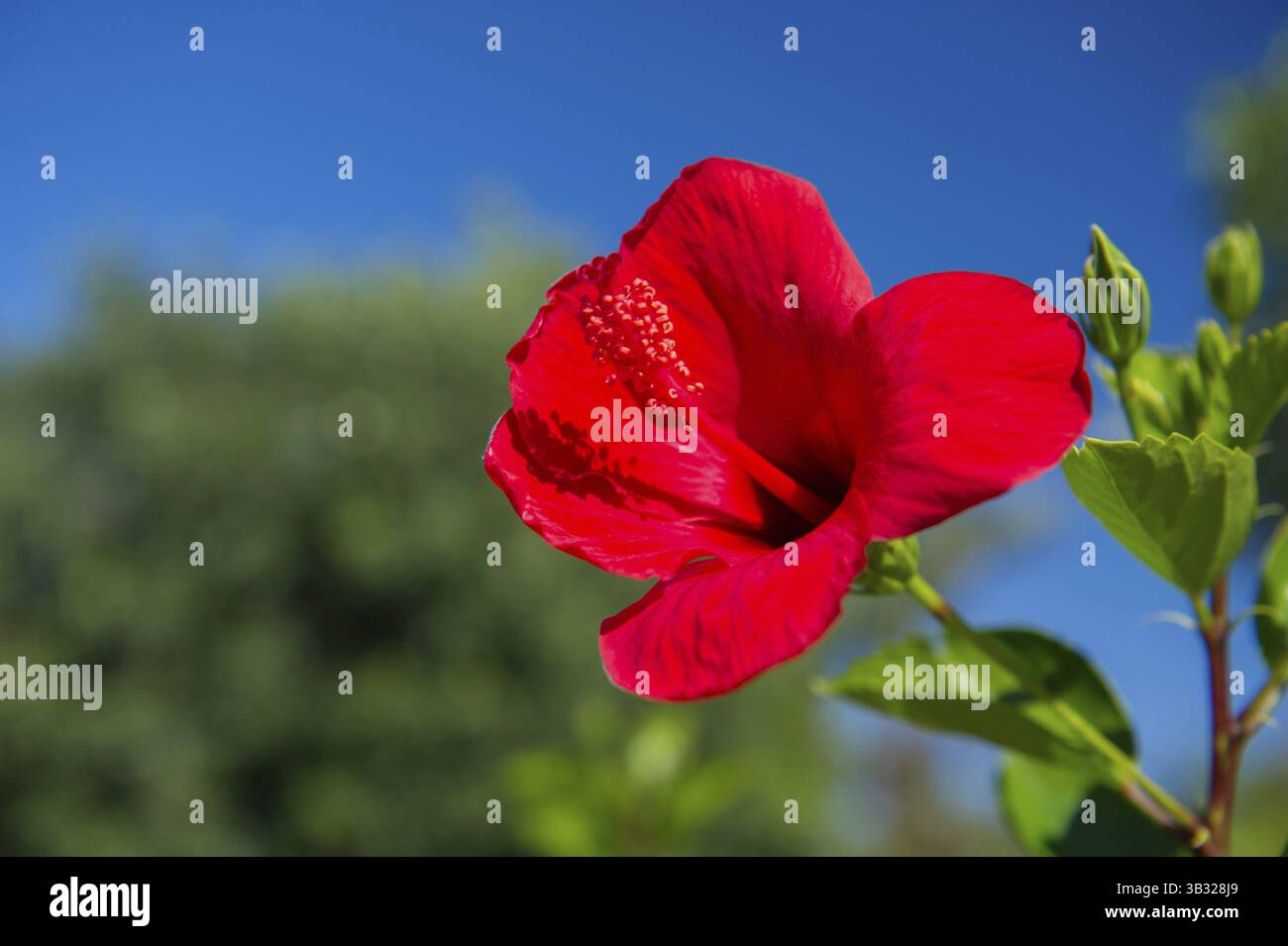 Single red Hibiscus flowers in sunshine Stock Photo - Alamy