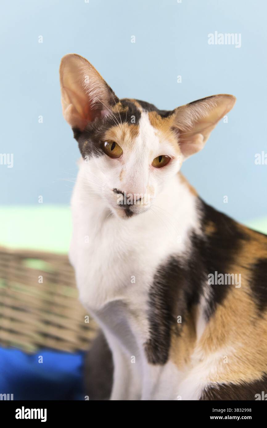 Modern turtle pure breed Siamese cat Stock Photo - Alamy