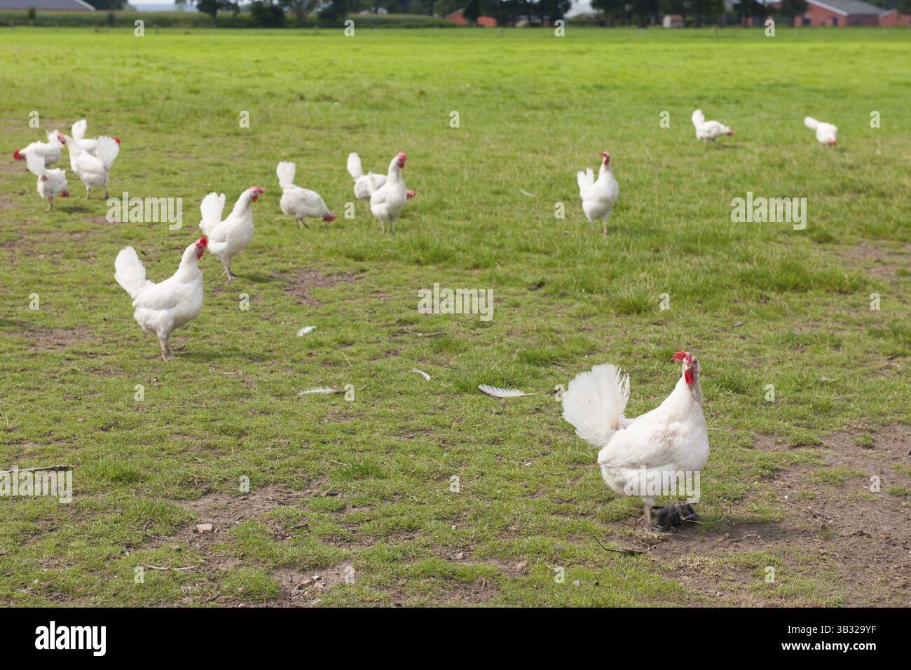 Biological chicken in agriculture landscape Stock Photo - Alamy