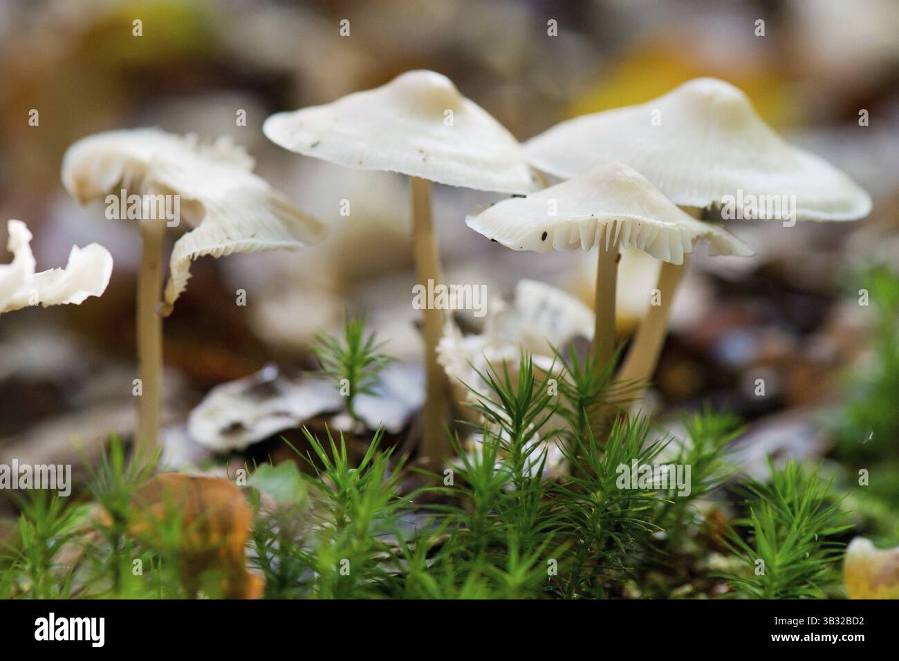 Group white little toad hi-res stock photography and images - Alamy