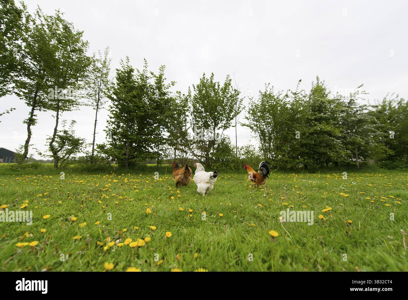 Free-range chickens walking outdoor in grass field Stock Photo - Alamy