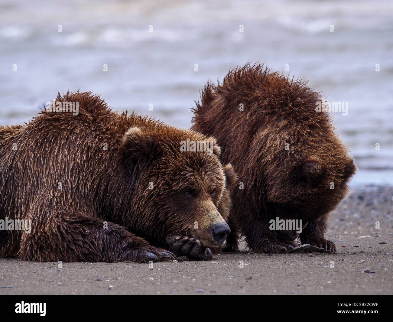 Coastal brown bear (Ursus Arctos) female and cub in South Central ...