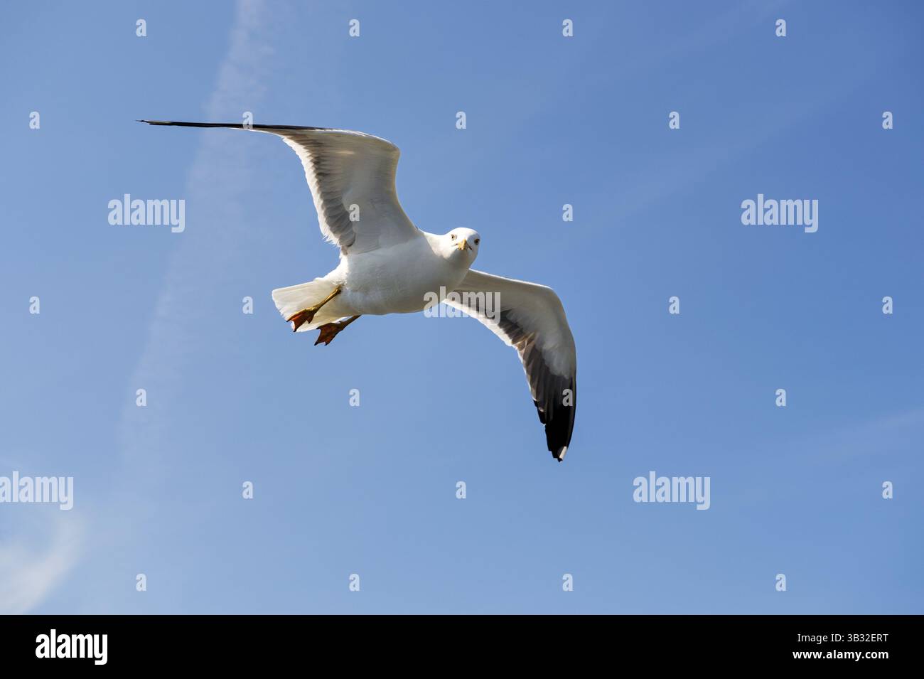Flying larus sea gull hi-res stock photography and images - Alamy