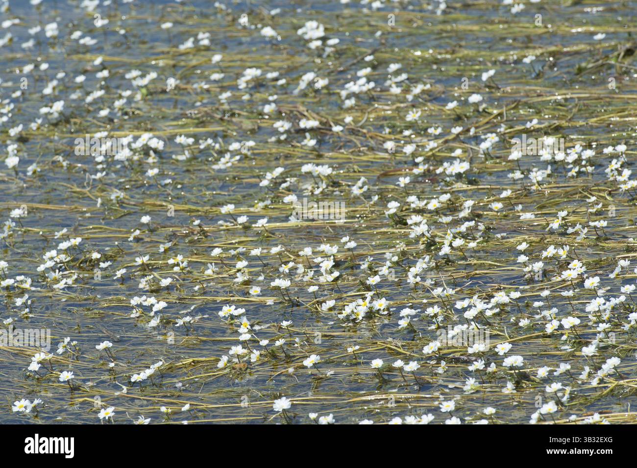 Common frogbit in water Stock Photo - Alamy