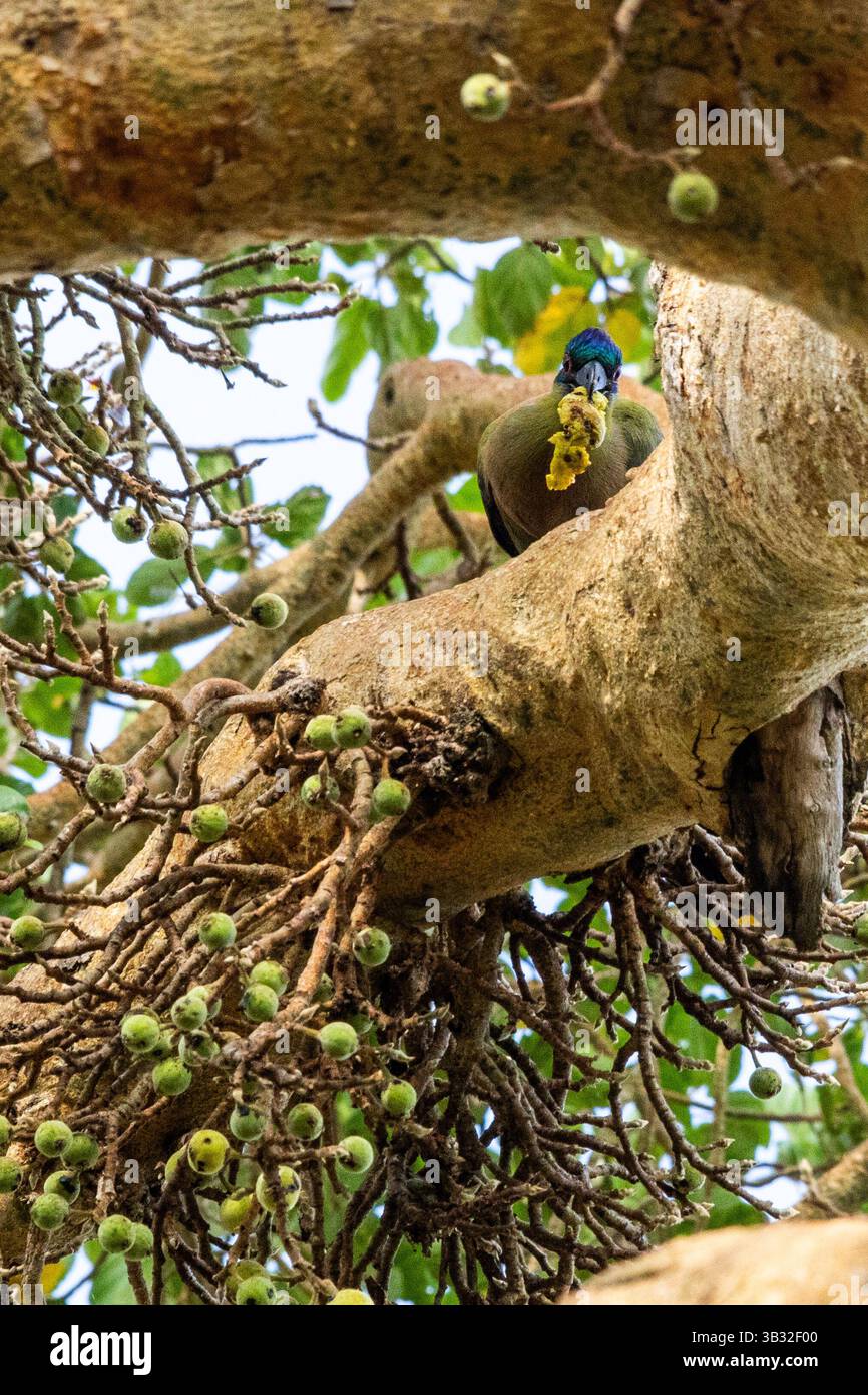 Clusters of wild fig fruit hi-res stock photography and images - Alamy