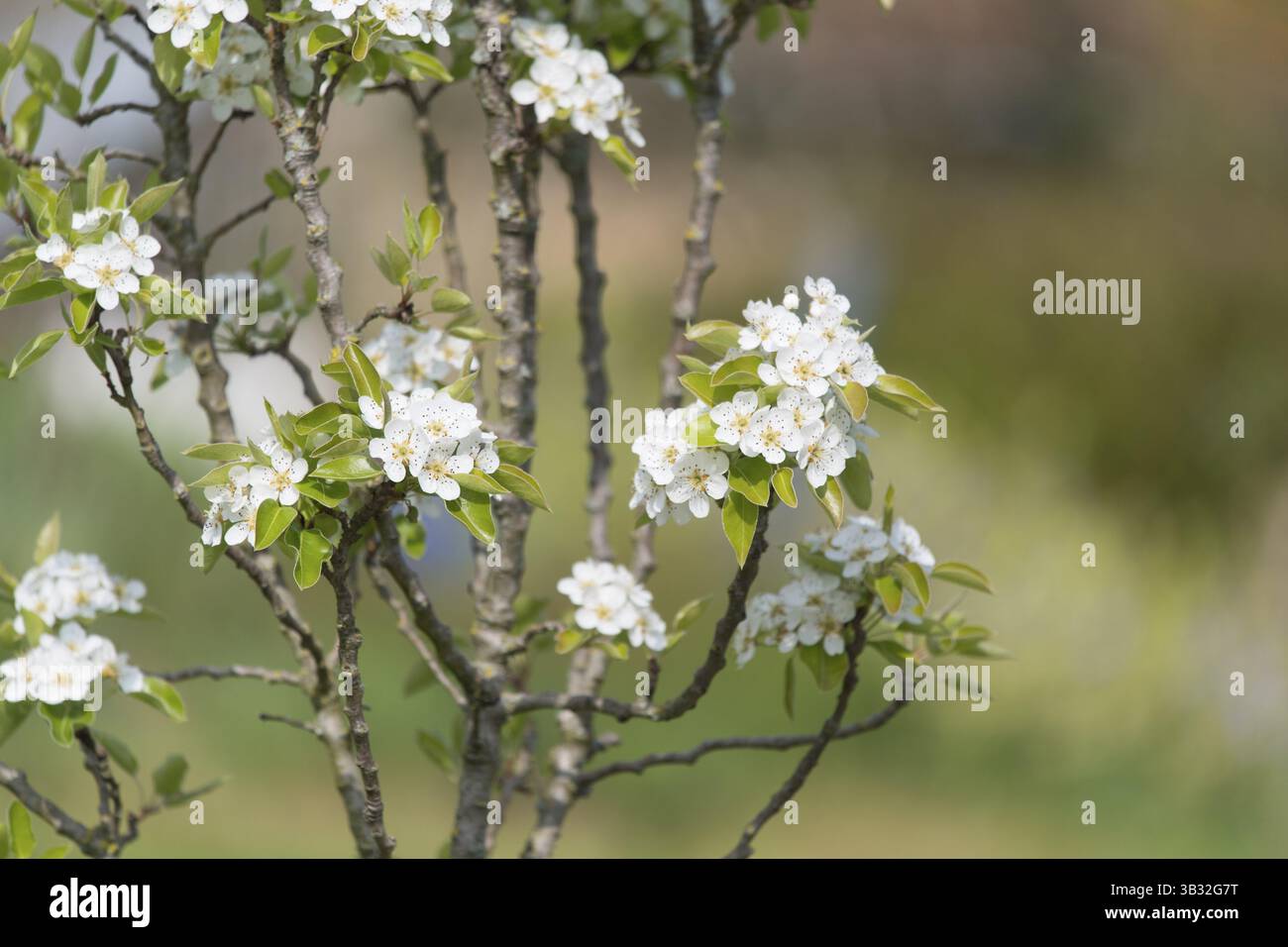 Pear tree trees hi-res stock photography and images - Alamy