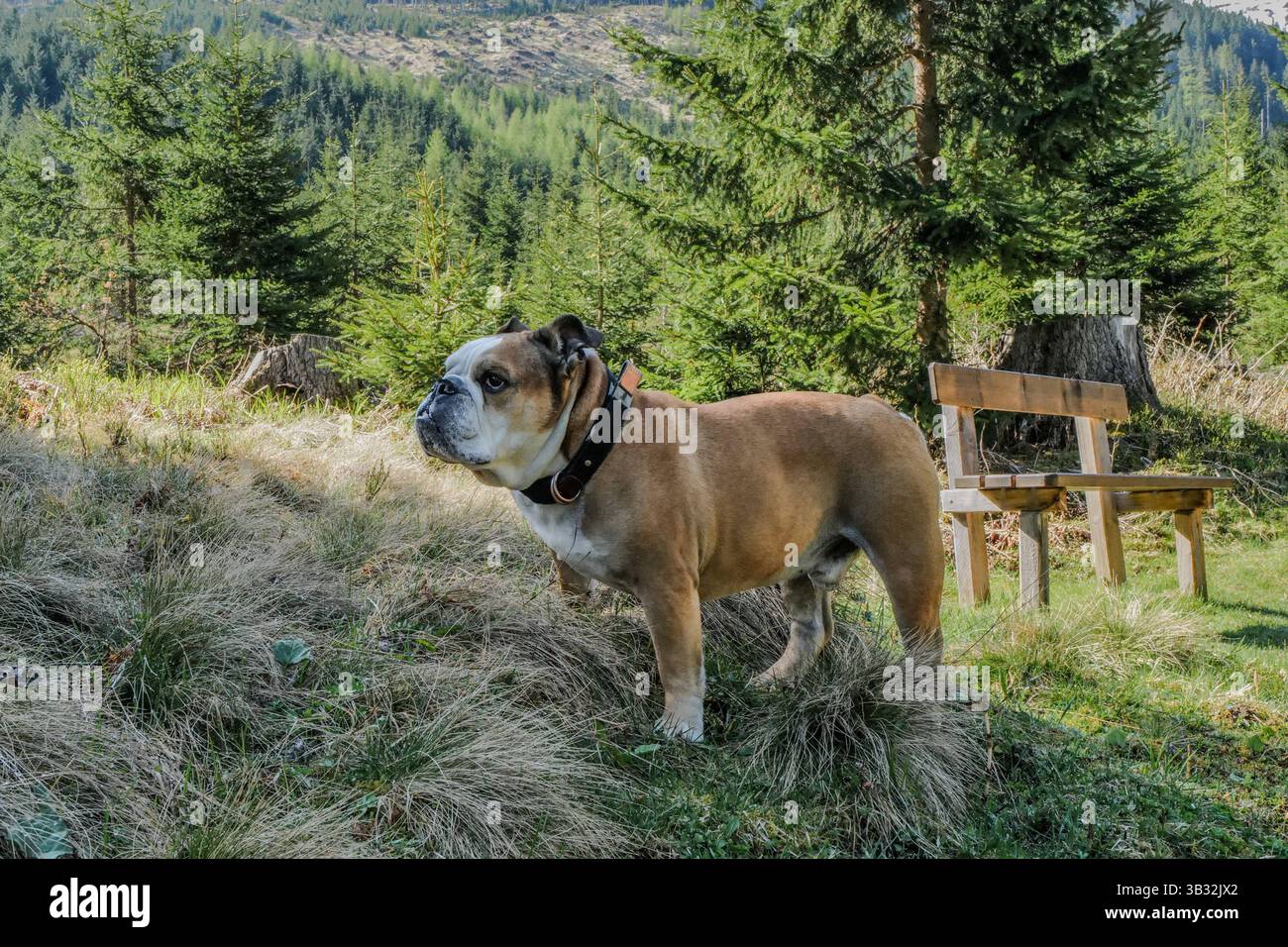 English bulldog walking in the forest Bad Hofgastein Angertal Salzburg ...