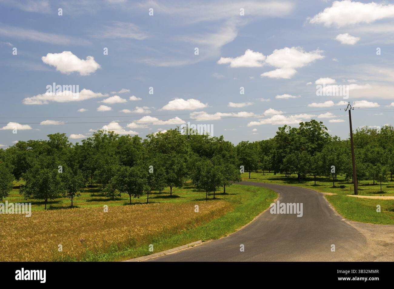 Orchard with walnut trees in French Dordogne Stock Photo - Alamy