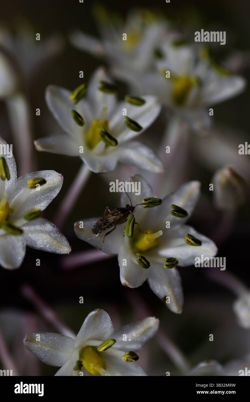 close up detail of the flowers of Sea Squill (Drimia maritima) on a ...