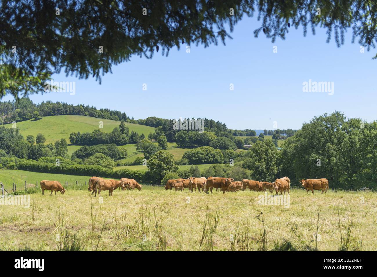 Typical French cows in landscape French Limousin Stock Photo - Alamy