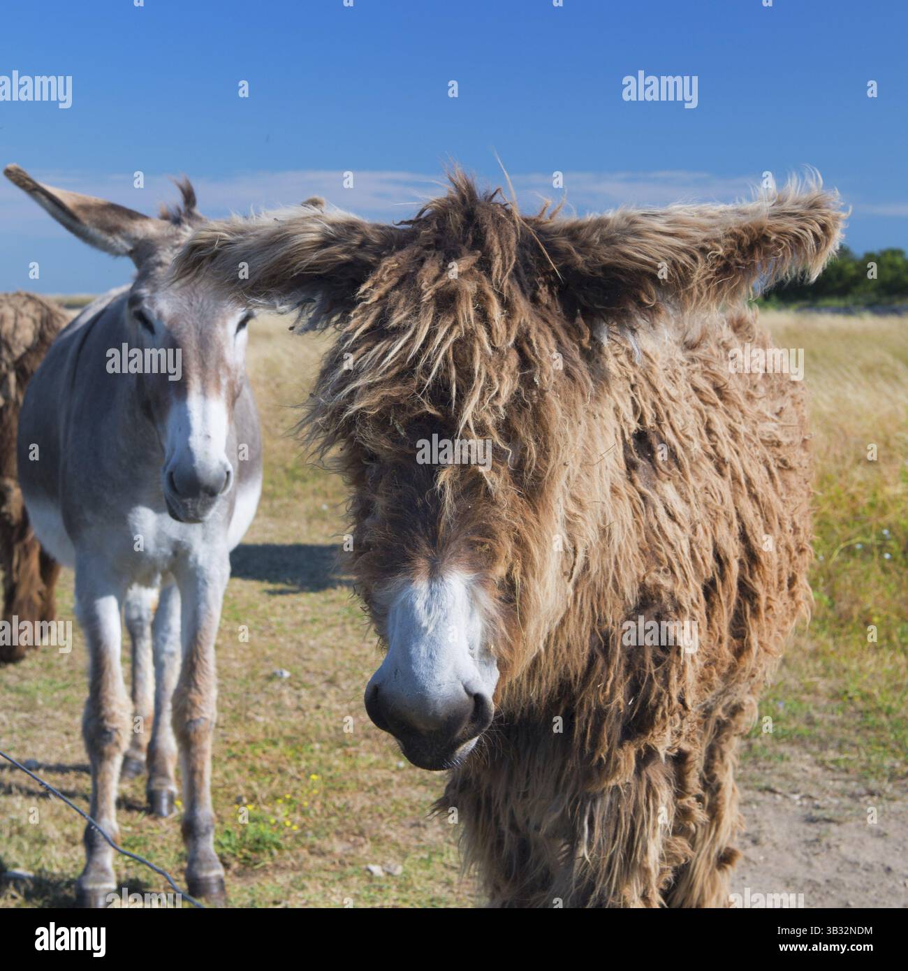 Famous donkeys with long shaggy hair in French island Ile de Re Stock ...