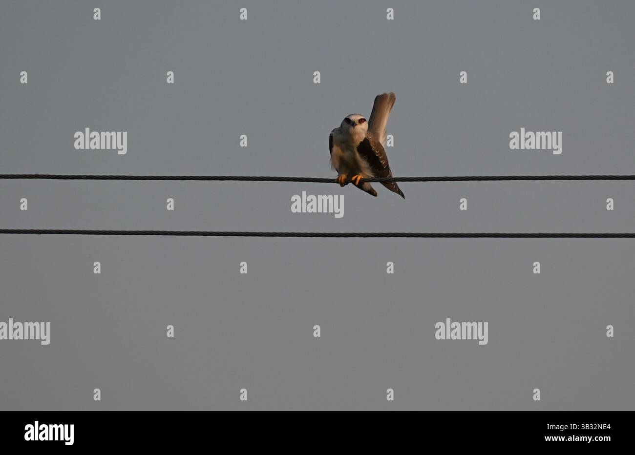 A beautiful black winged hawk is perched on an electric wire and is ...