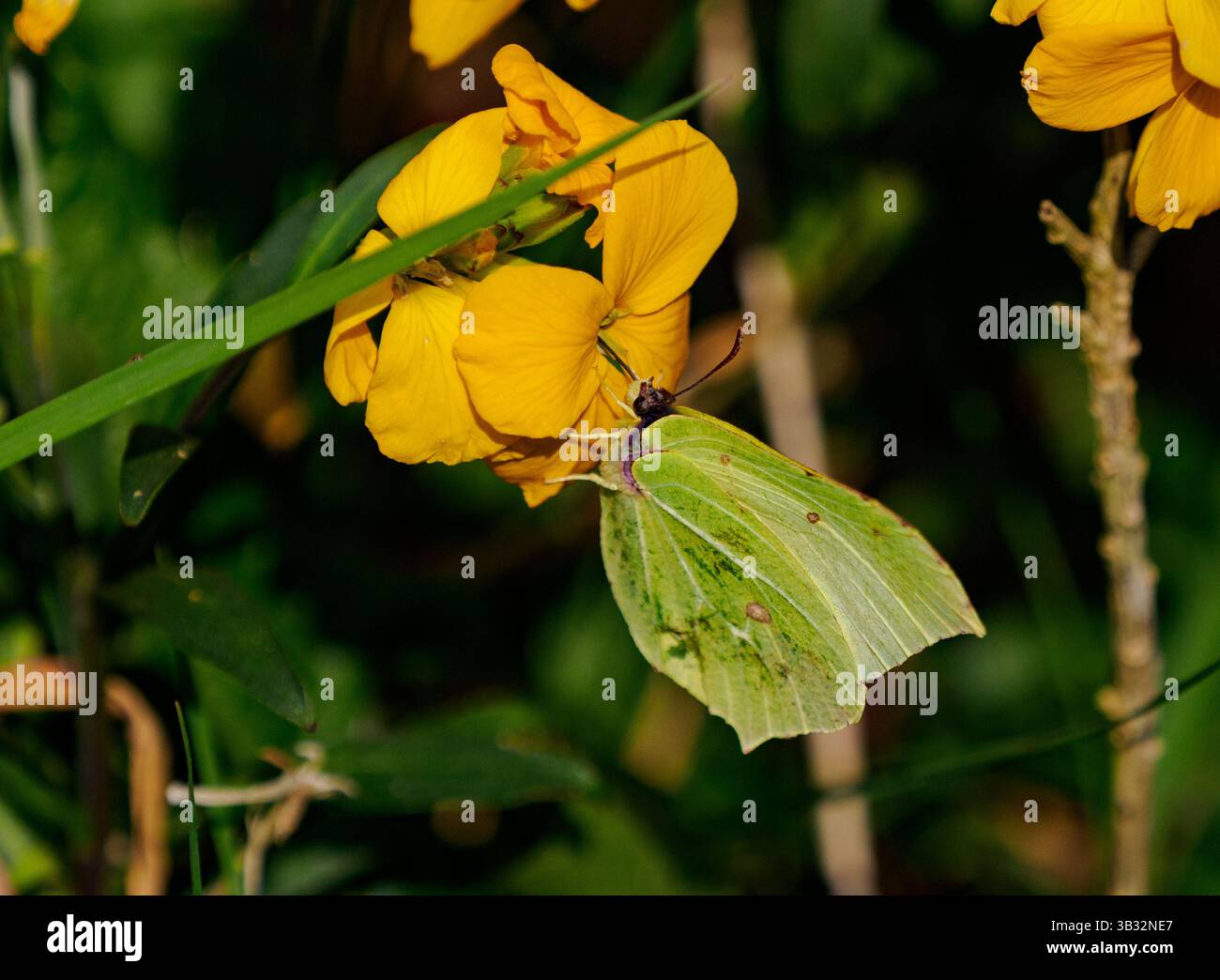 Abdomen pale green hi-res stock photography and images - Alamy