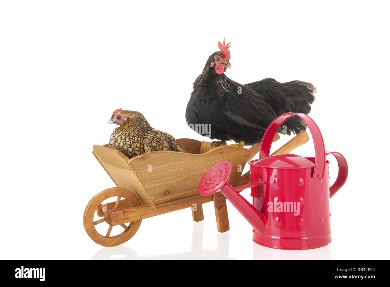Chickens resting on wheel barrow isolated over white background Stock ...