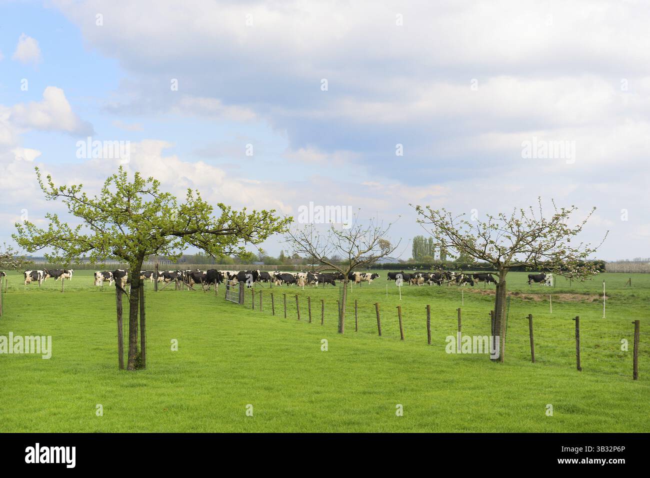Grazing Dutch cows in spring Stock Photo - Alamy
