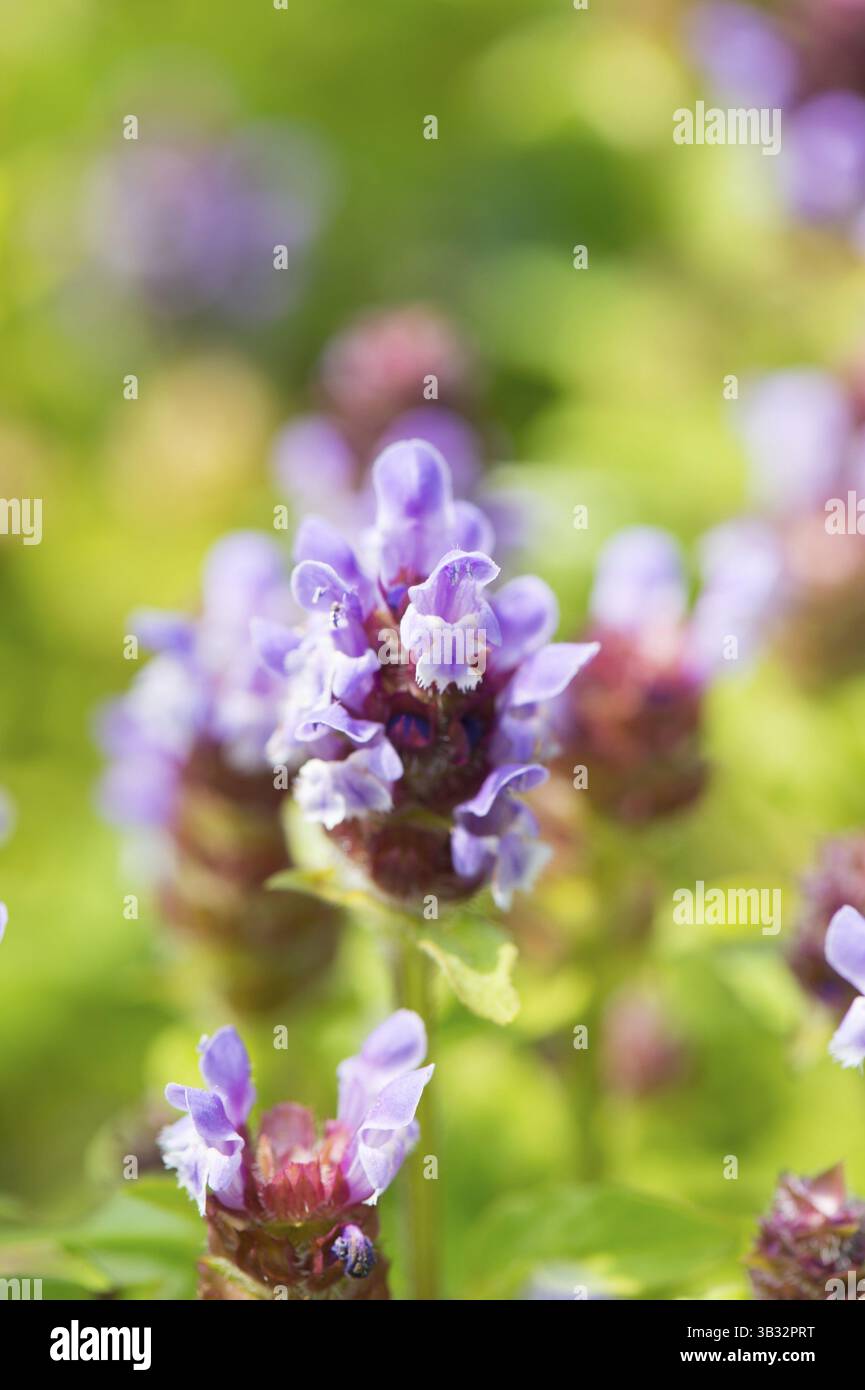 Thyme blooming thymus serpyllum hi-res stock photography and images - Alamy