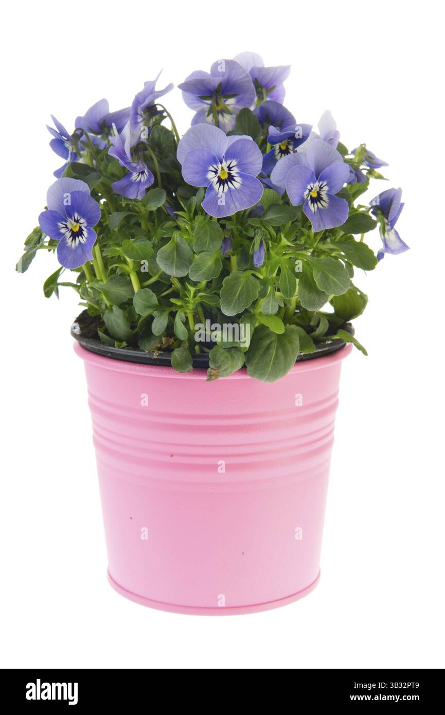 Garden music studio hi-res stock photography and images - Alamy