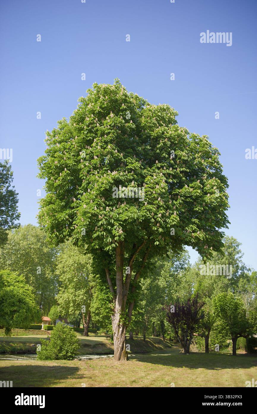 Big beautiful chestnut tree full with blossom in spring Stock Photo - Alamy