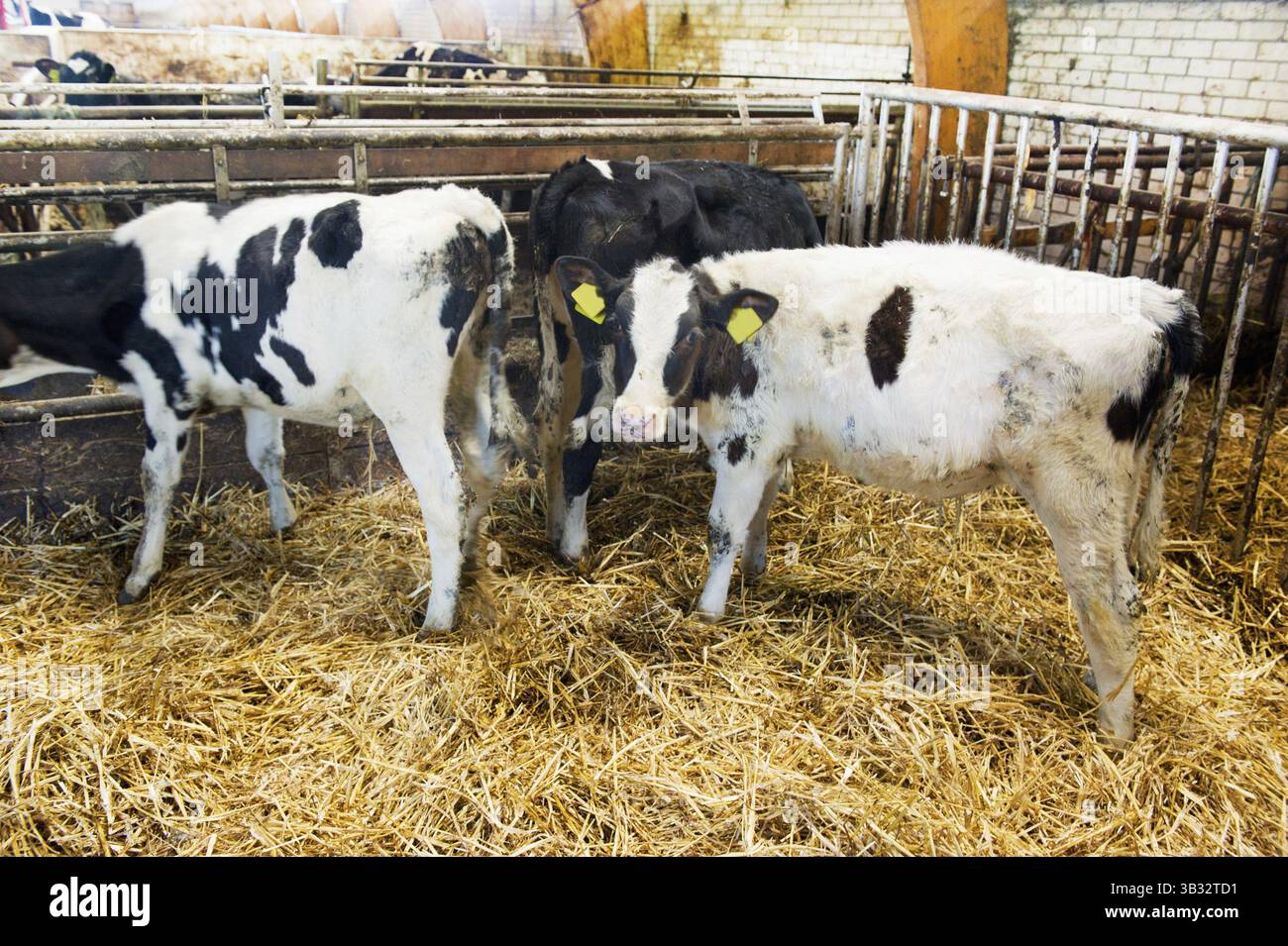 Little black and white calves in the stable Stock Photo - Alamy