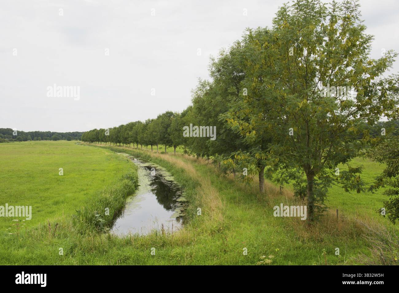 Row trees with ditch in Dutch landscape at Hoog-Keppel Stock Photo - Alamy