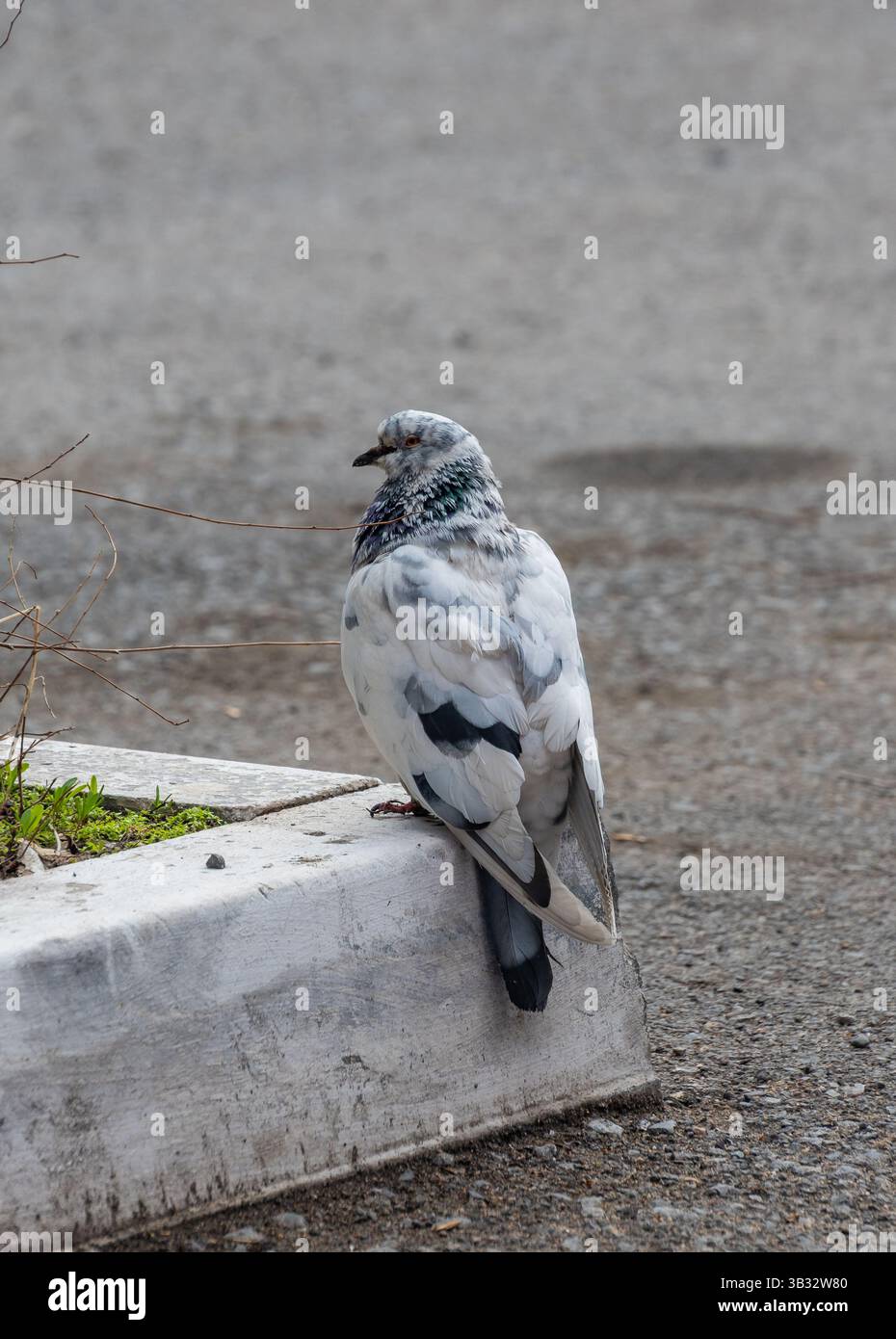 Beautiful white gray pigeon hi-res stock photography and images - Alamy