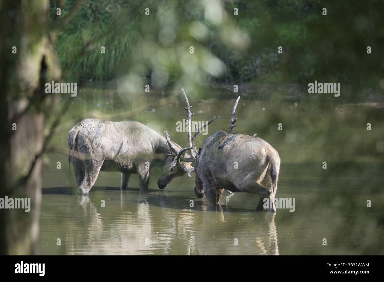 Elaphure hi-res stock photography and images - Alamy