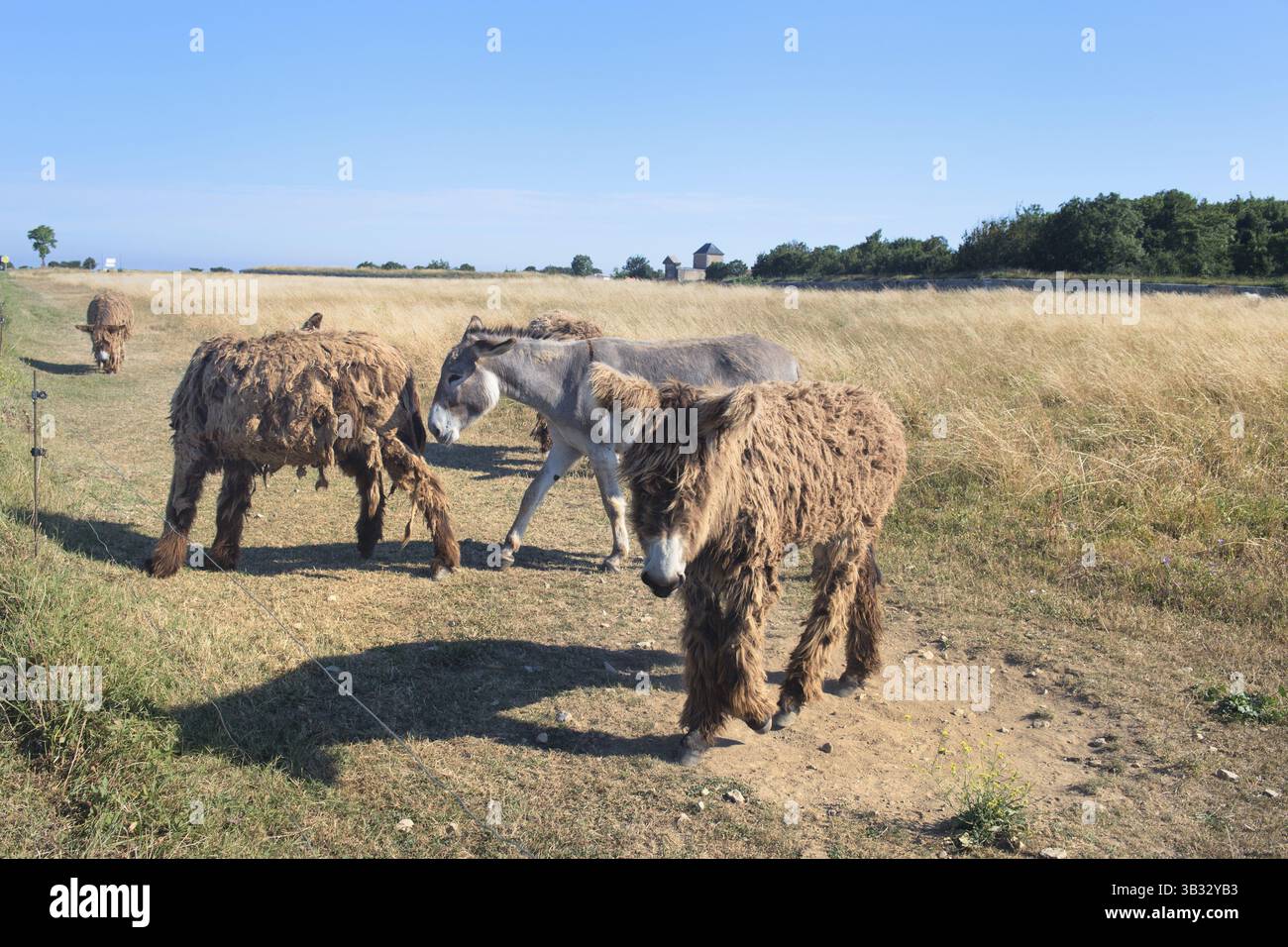 Famous donkeys with long shaggy hair in French island Ile de Re Stock ...