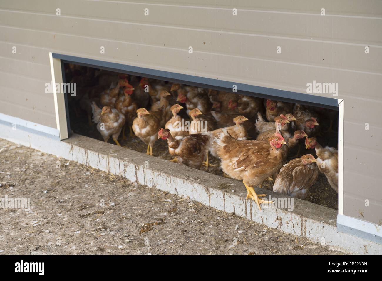 Free range chickens outdoor Stock Photo - Alamy