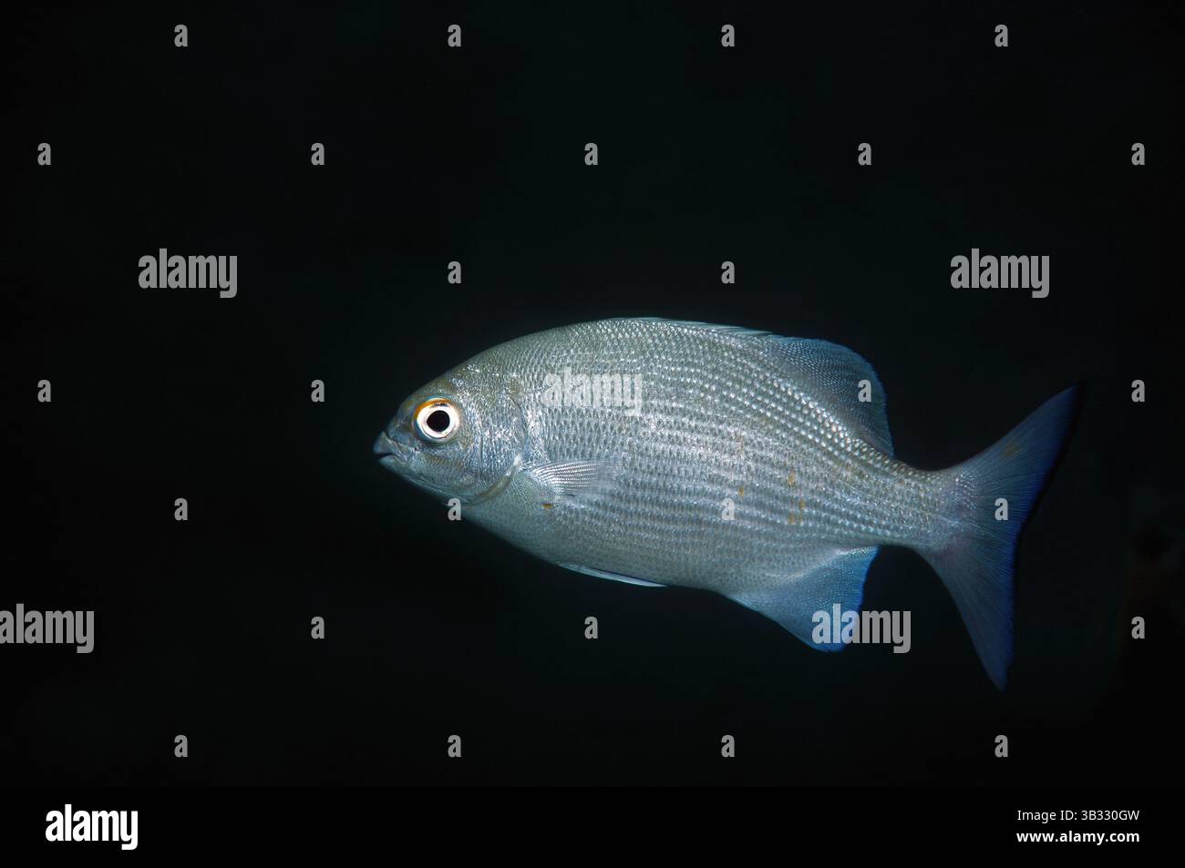 Highfin rudderfish hi-res stock photography and images - Alamy