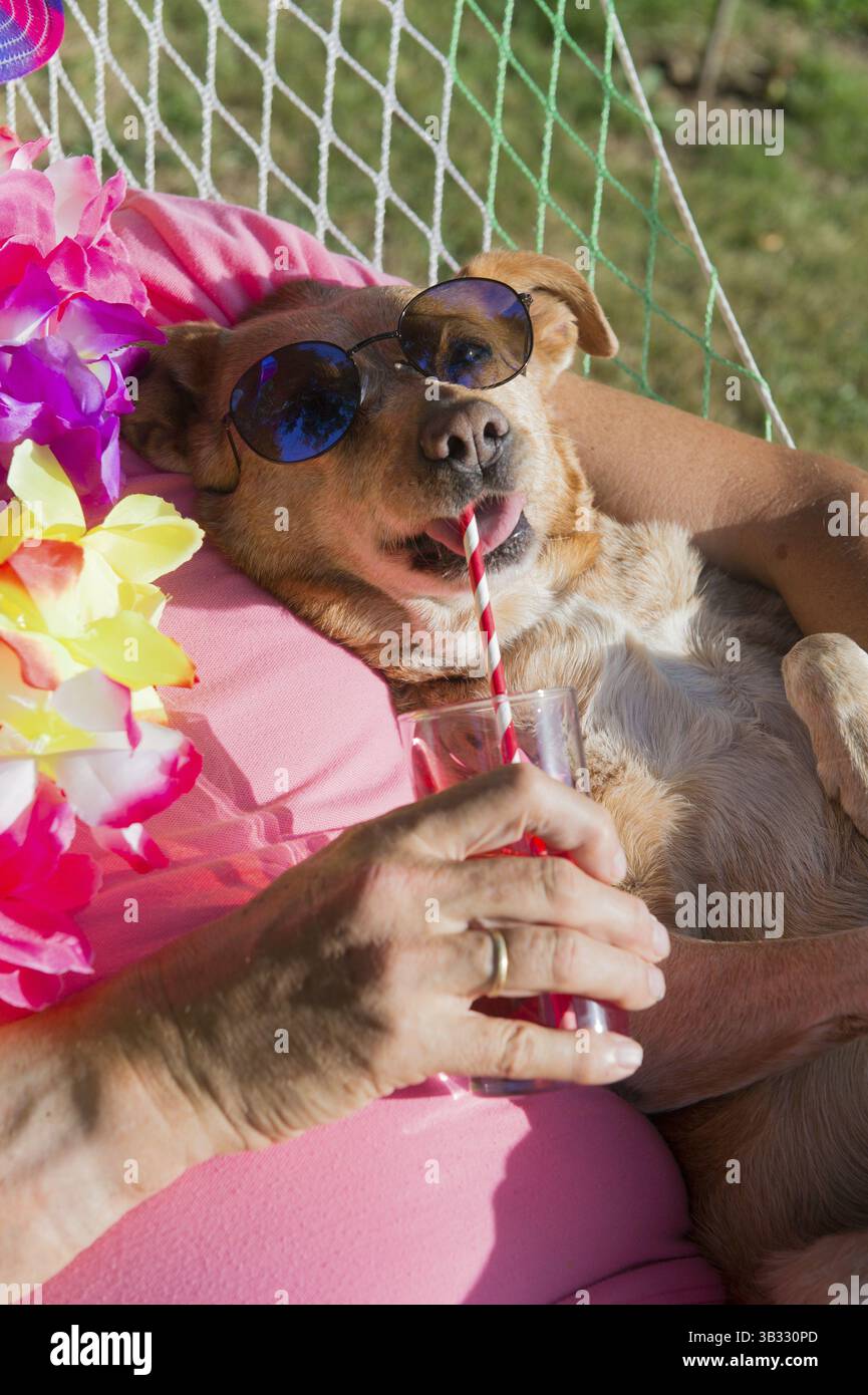 Dog with sunglasses and flowers in hammock drinking lemonade Stock ...