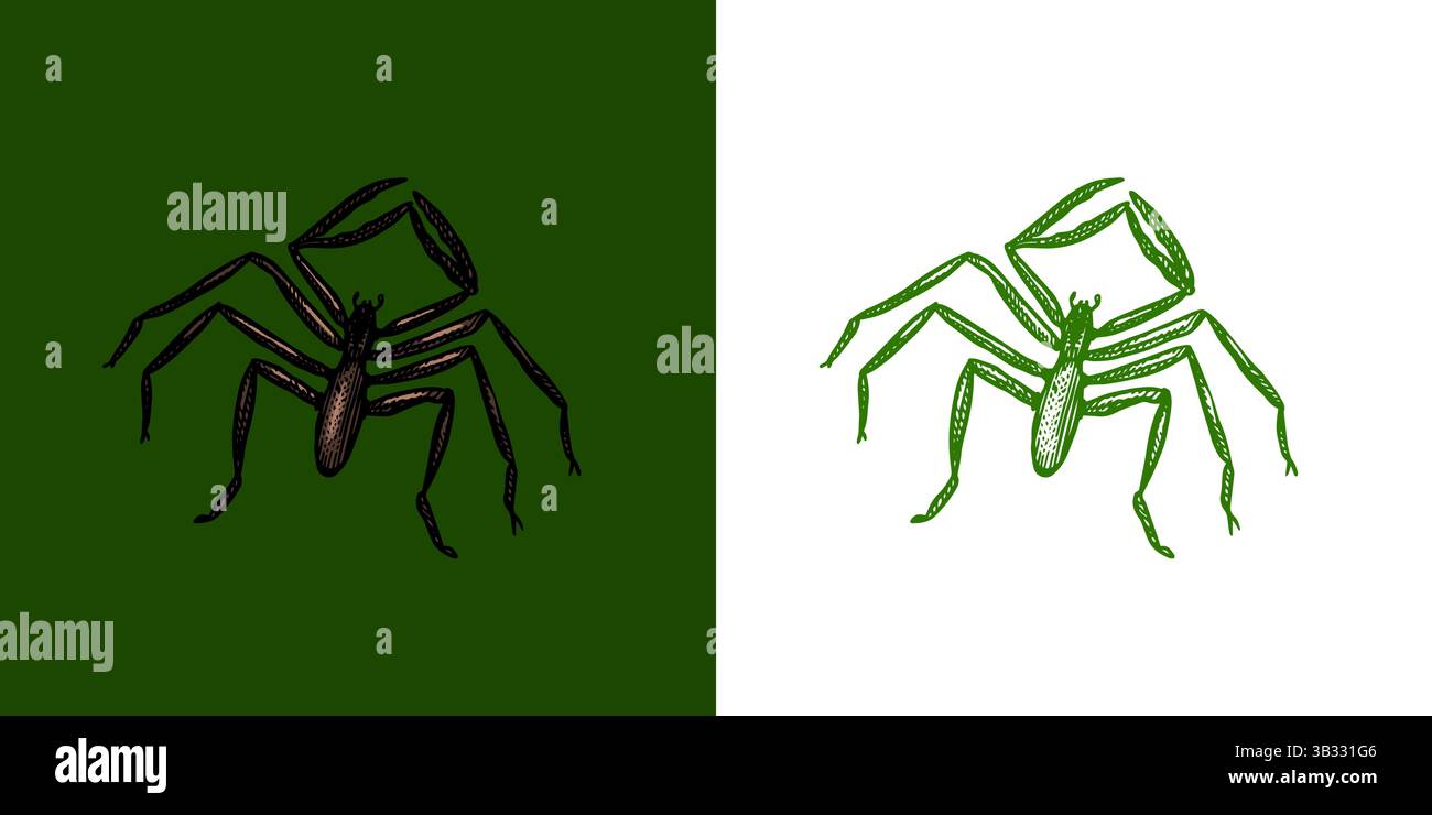 Whip scorpion insect Stock Vector Images - Alamy