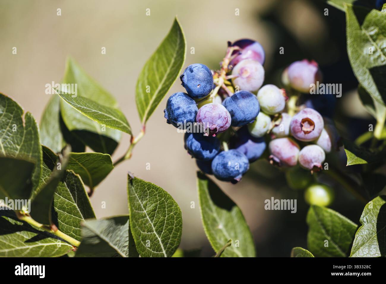Organic blueberries ripening on a hot summer's day in Stanley, Victoria ...